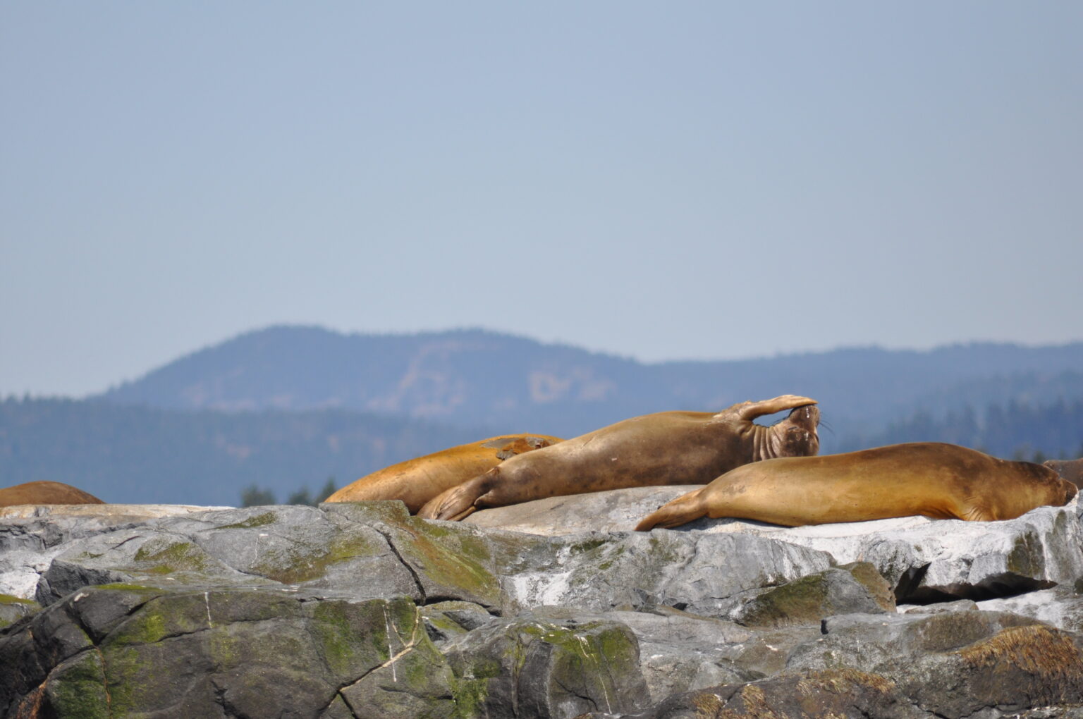 Race Rocks Ecological Reserve Tours Victoria BC | Marine Wildlife